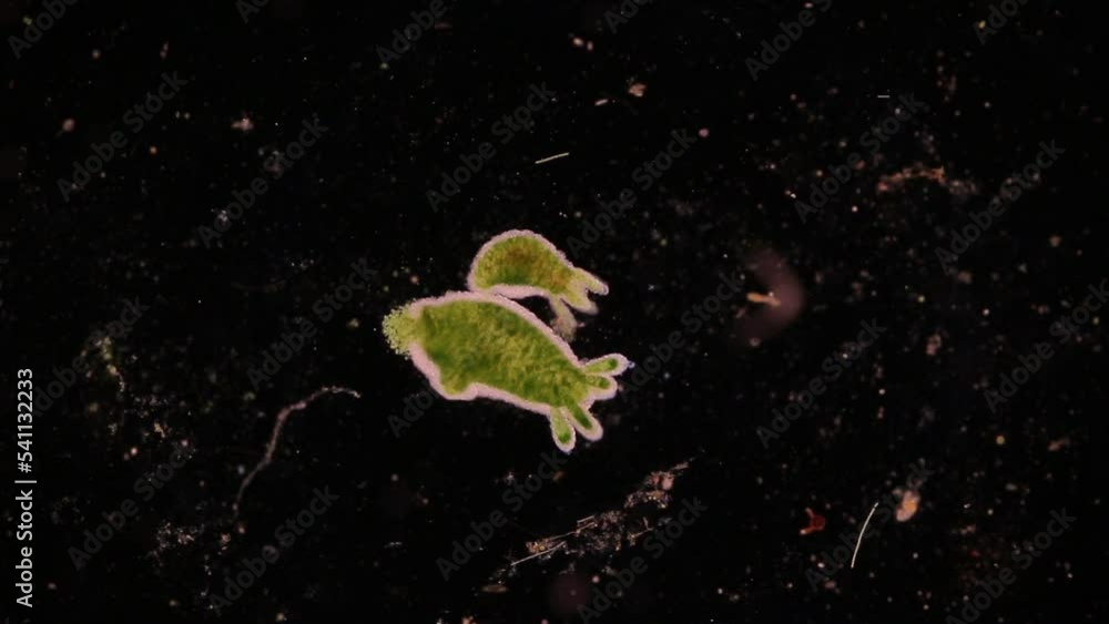 Hydra is a genus of small, fresh-water animals of the phylum Cnidaria ...