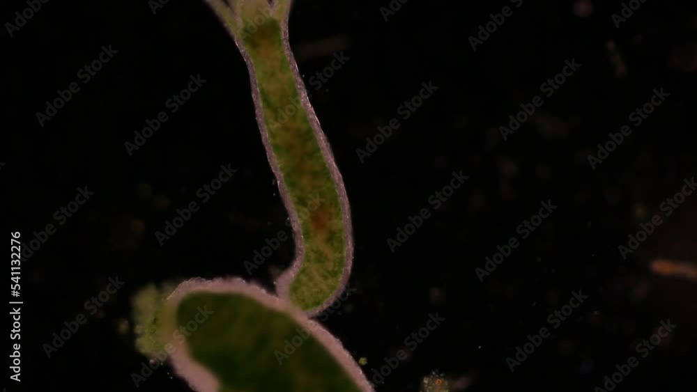 Hydra is a genus of small, fresh-water animals of the phylum Cnidaria ...