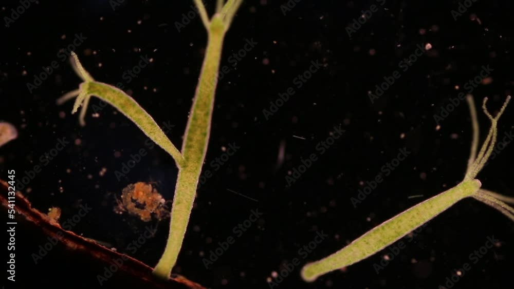 Hydra is a genus of small, fresh-water animals of the phylum Cnidaria ...