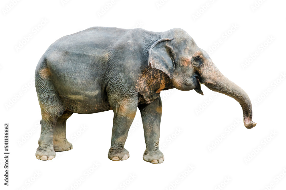 Elephant without tusk isolated on white background. Old male elephant ...