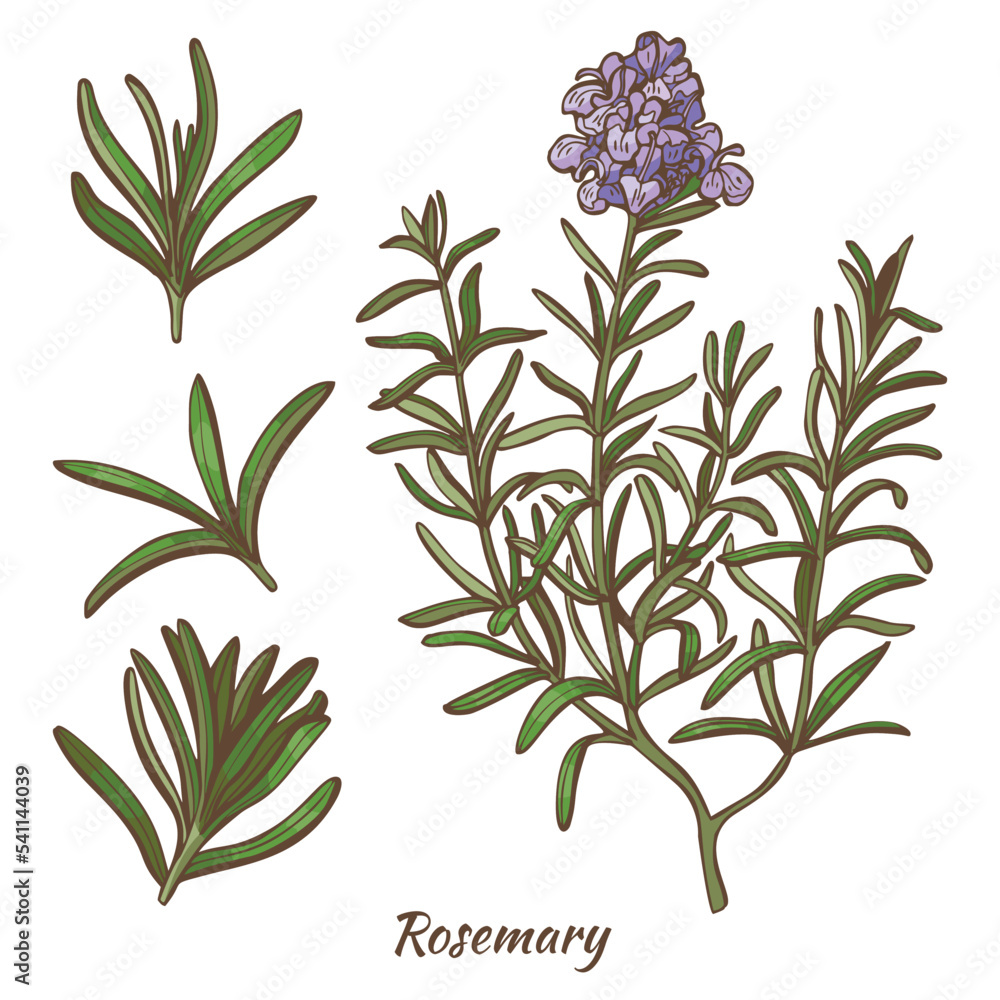 Rosemary Plant and Leaves in Hand Drawn Style Stock Vector | Adobe Stock