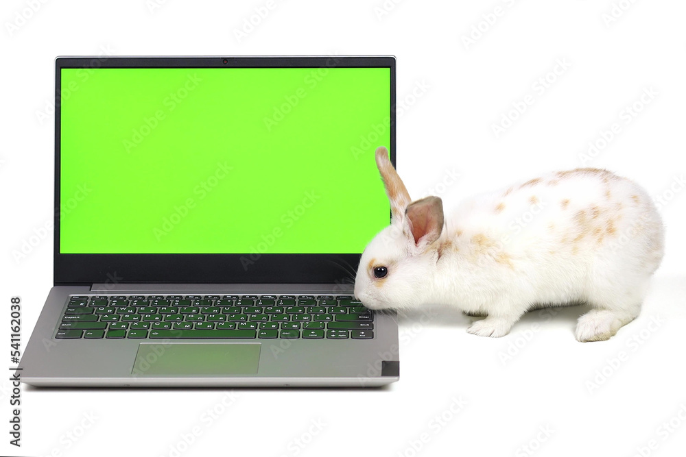 Cute rabbit with green screen laptop, pet products advertising ...