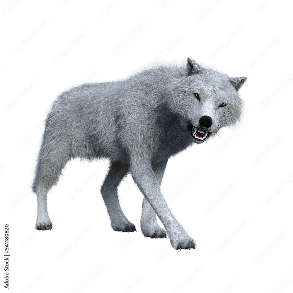 White wolf snarling aggressively. 3D illustration isolated on ...