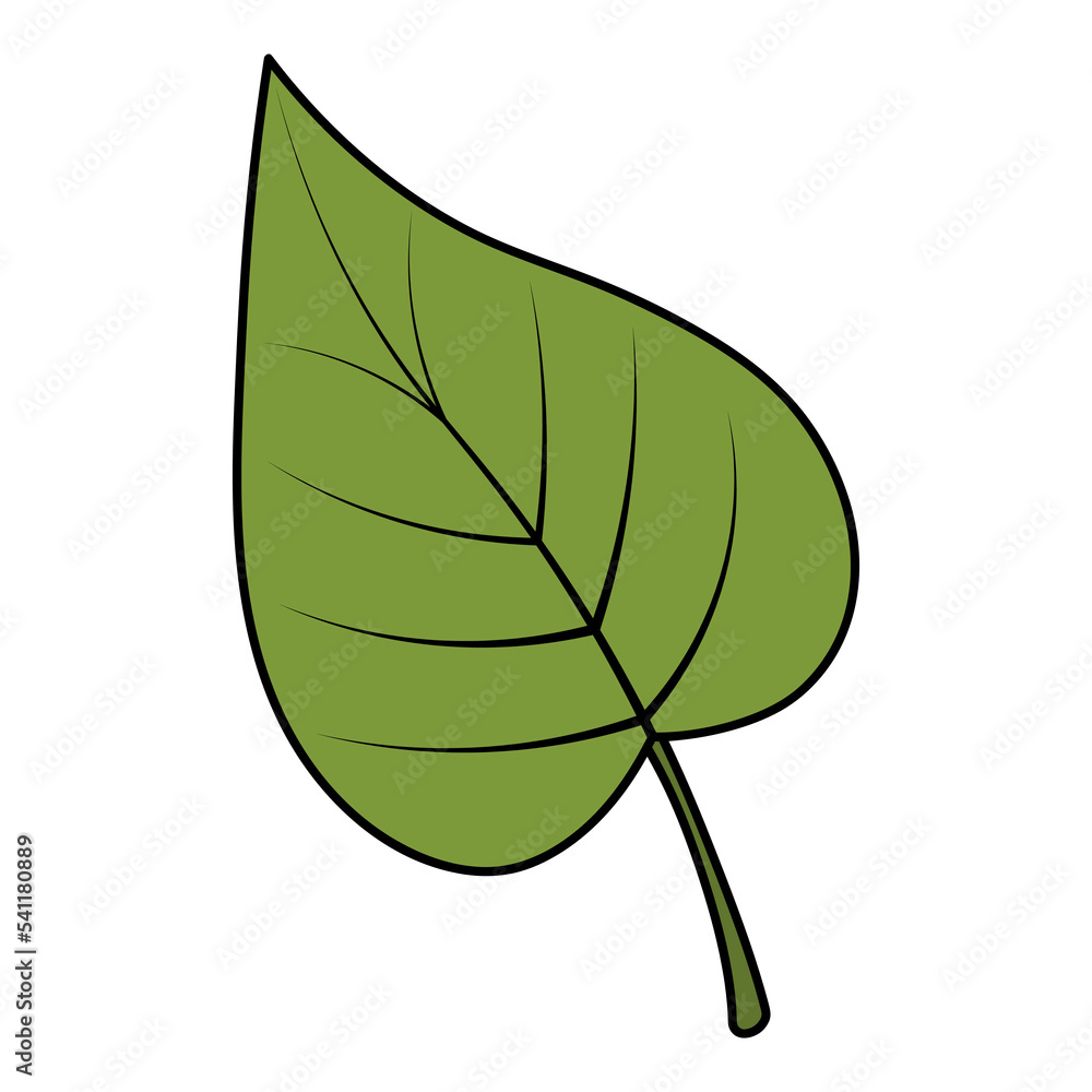 Poplar leaf. The green part of a tree with veins. Color vector ...