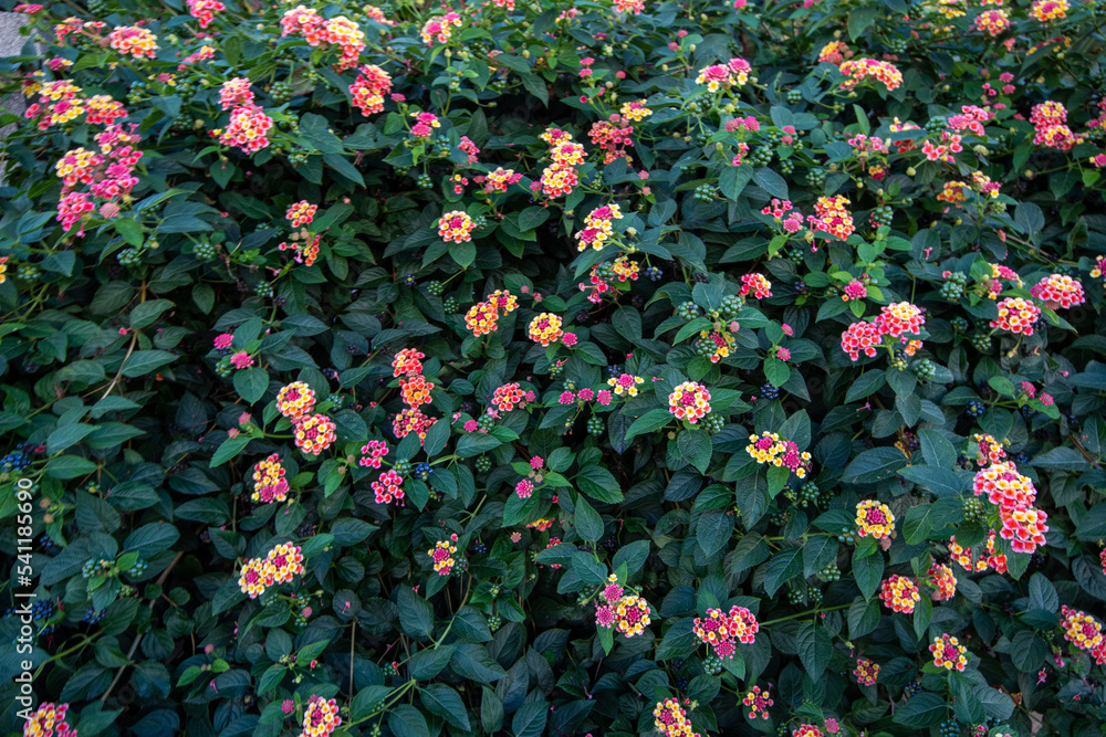 Fondo verde con flores de colores de los arbustos del parque. Stock ...