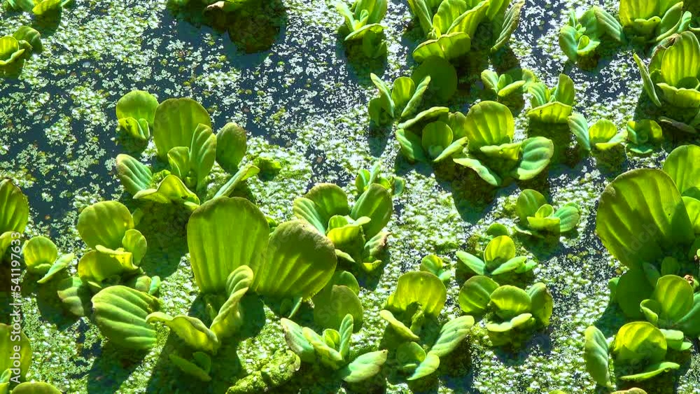 Floating aquatic plants Pistia stratiotes among duckweed and Wolffia in ...