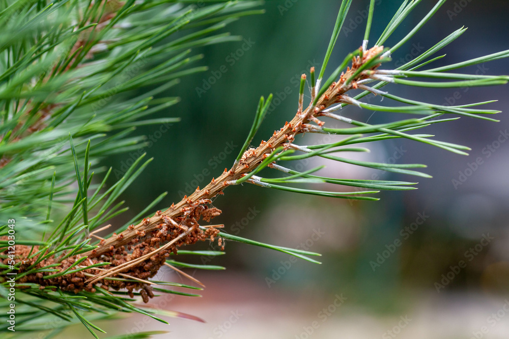 Diseases of coniferous trees - parasites of pine wood scleroderriosis ...