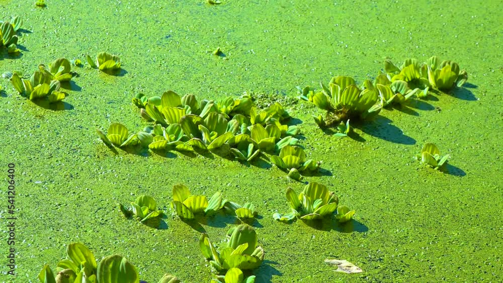 Floating aquatic plants Pistia stratiotes among duckweed and Wolffia in ...