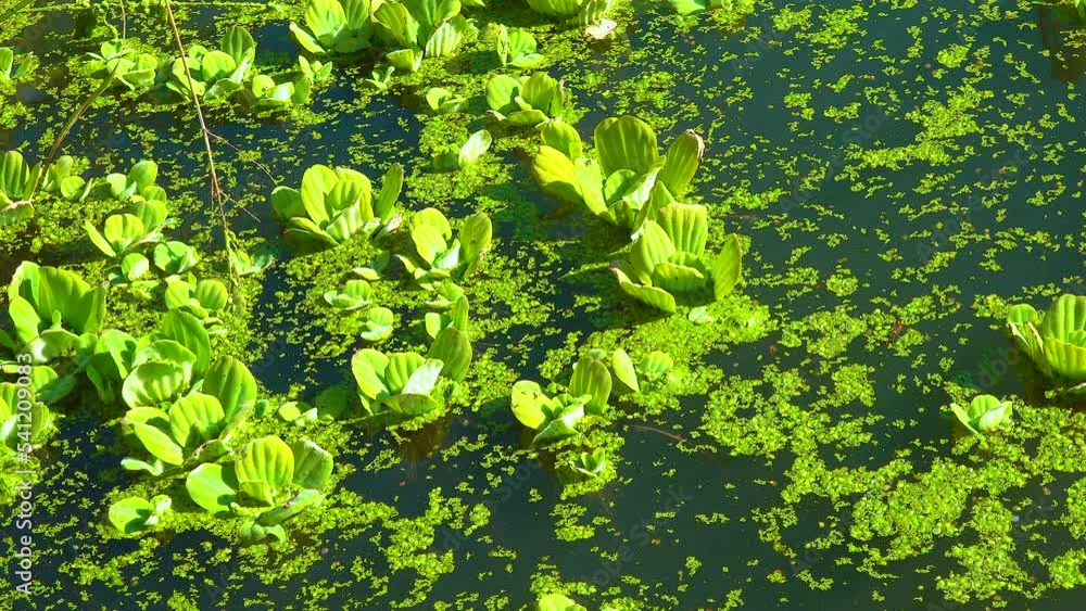 Floating aquatic plants Pistia stratiotes among duckweed and Wolffia in ...