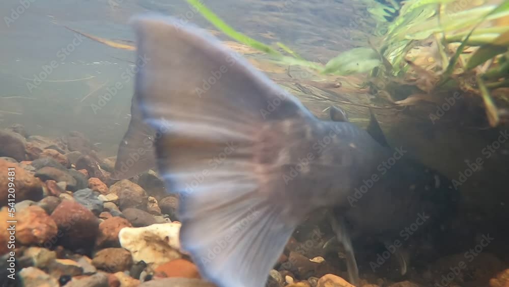 Underwater photography of Amemasu spawning in eastern Hokkaido wetland ...