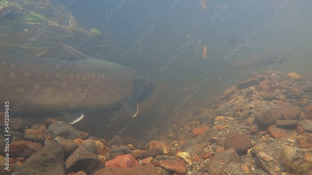 Underwater photography of Amemasu spawning in eastern Hokkaido wetland ...