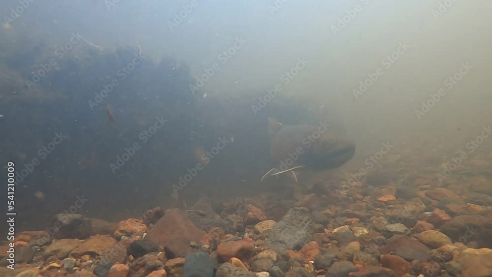 Underwater photography of Amemasu spawning in eastern Hokkaido wetland ...