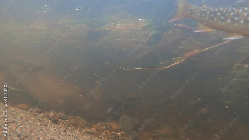 Underwater photography of Amemasu spawning in eastern Hokkaido wetland ...