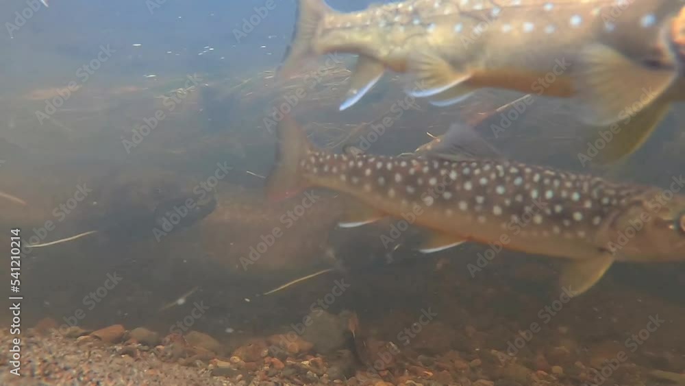 Vidéo Stock Underwater photography of Amemasu spawning in eastern ...