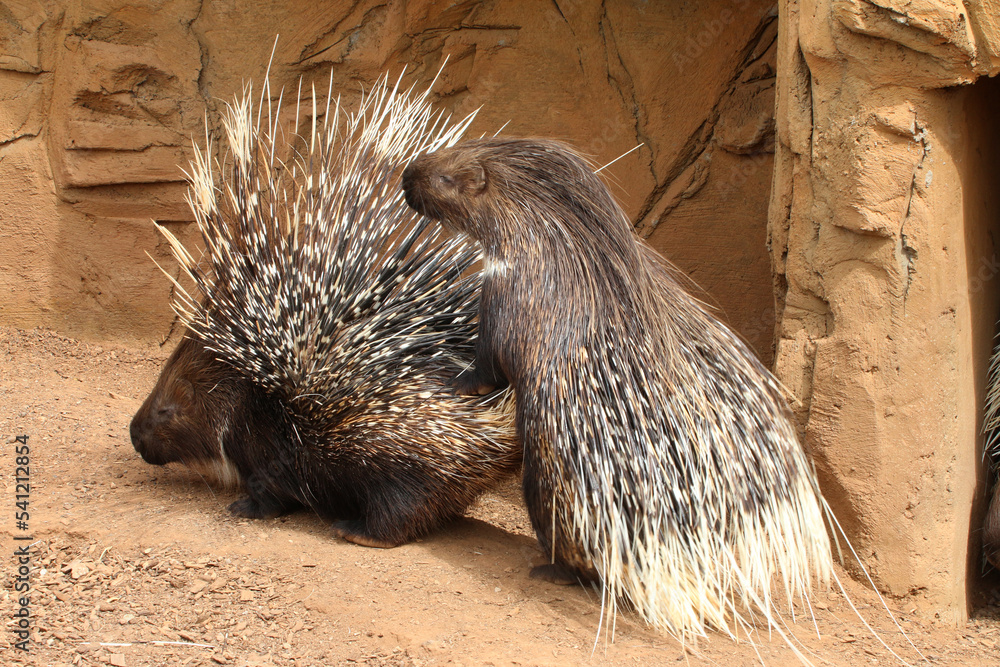 Gewöhnliche Stachelschwein (Hystrix cristata), Westafrikanisches oder ...