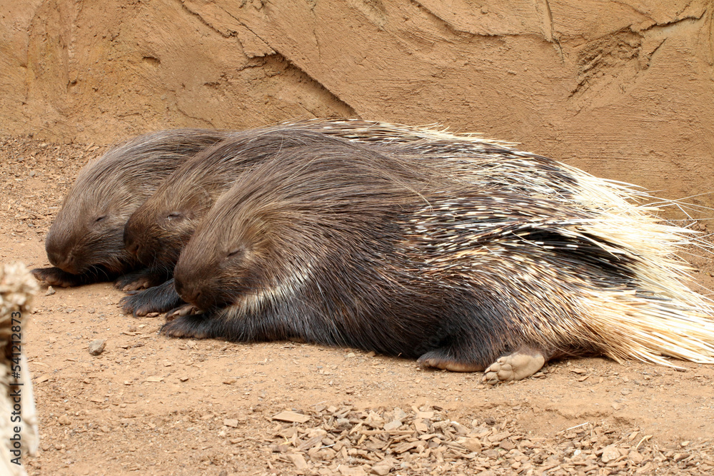 Gewöhnliche Stachelschwein (Hystrix cristata), Westafrikanisches oder ...