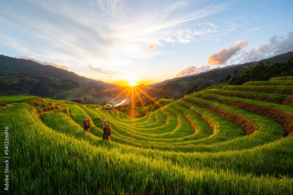 Vietnamese rice fields are seasonal because they are planted on verdant ...