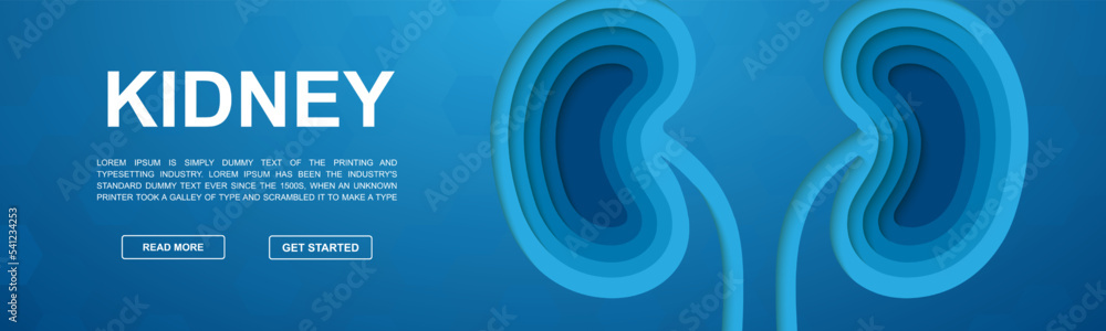 Kidneys 3d paper cut symbol for head promotion banner. Urinary design ...