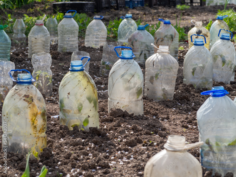 Protection of seedlings planted in the open ground from frost by ...