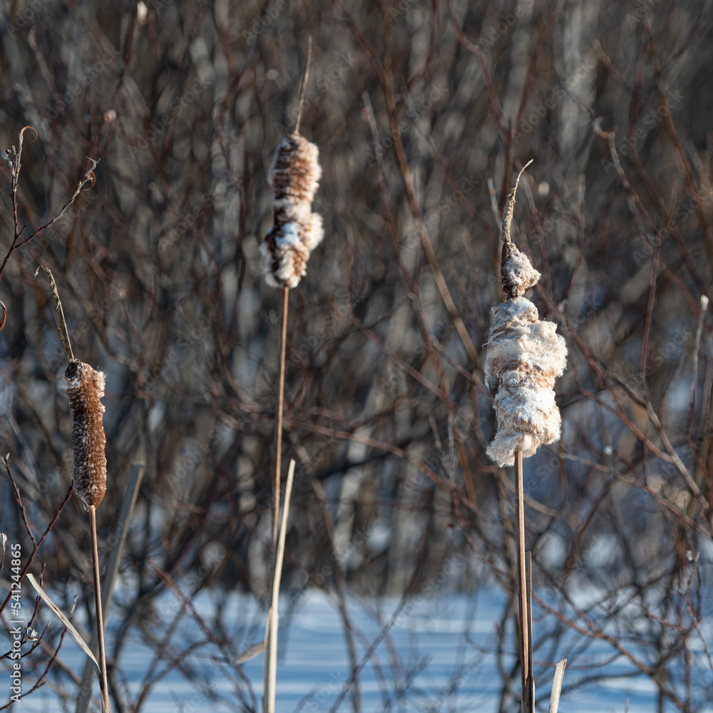 Typha latifolia - Broadleaf cattail - Massette à larges feuilles foto ...