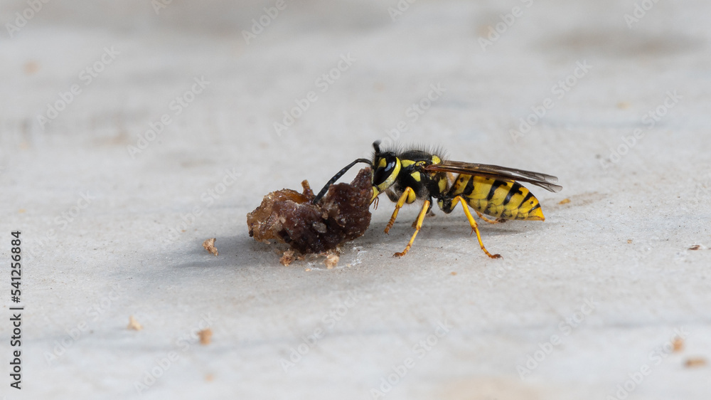Vespula vulgaris - Common Wasp - Guêpe commune Stock Photo | Adobe Stock