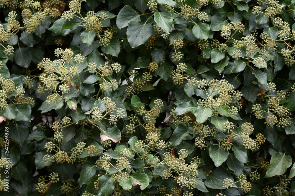 Detalle de la flor de la hiedra, hedera Stock Photo | Adobe Stock