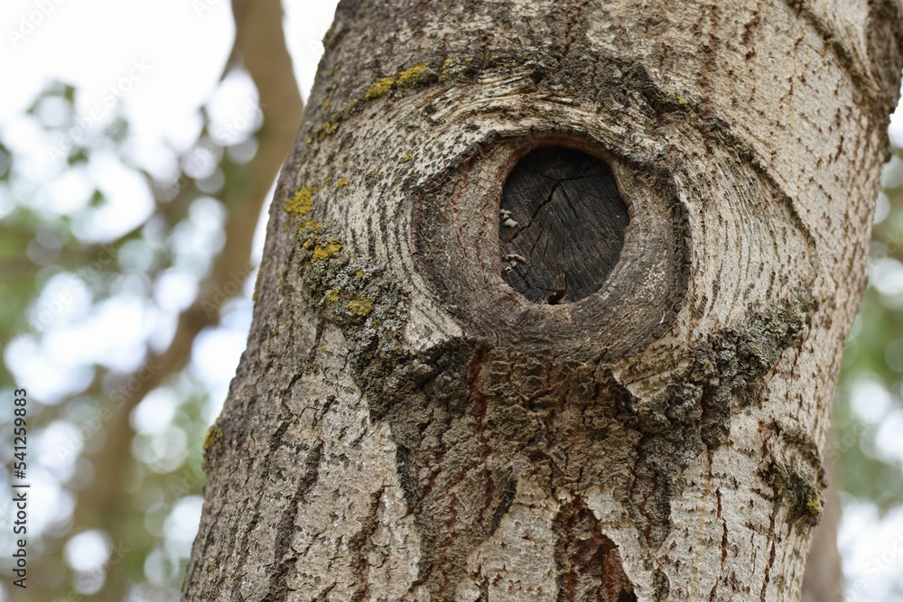 Detalle del tronco de un árbol que parece que tiene un gran ojo foto de ...