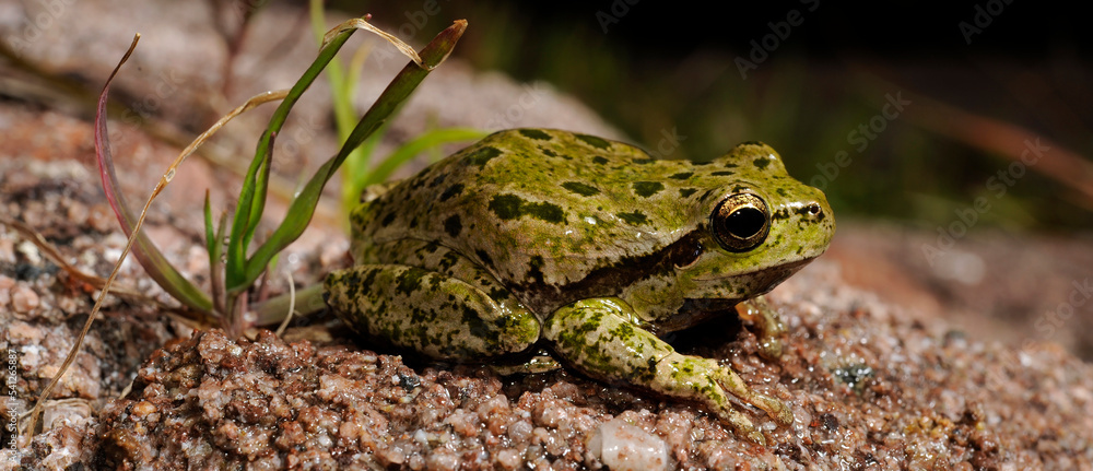 Sardinian tree frog, Tyrrhenian tree frog // Tyrrhenischer Laubfrosch ...