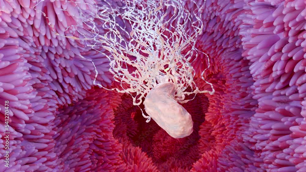 microvilli surface of digestive system, Intestinal villi with bacteria ...