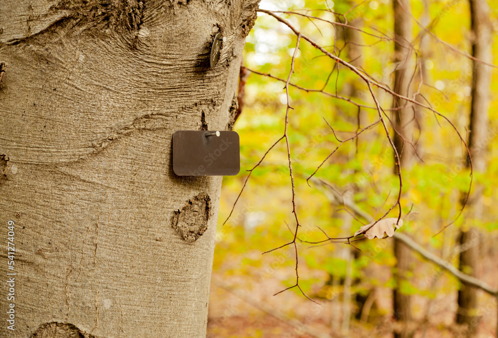 natural funeral in woodland, Grave in the forest, Natural burial grave ...