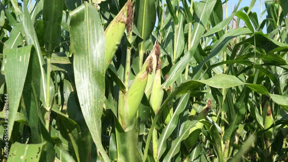 The tree of corn is a tree with a natural background. The tree is dry ...