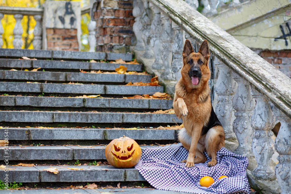 Halloween. German Shepherd sits on a plaid blanket with a raised leg on ...