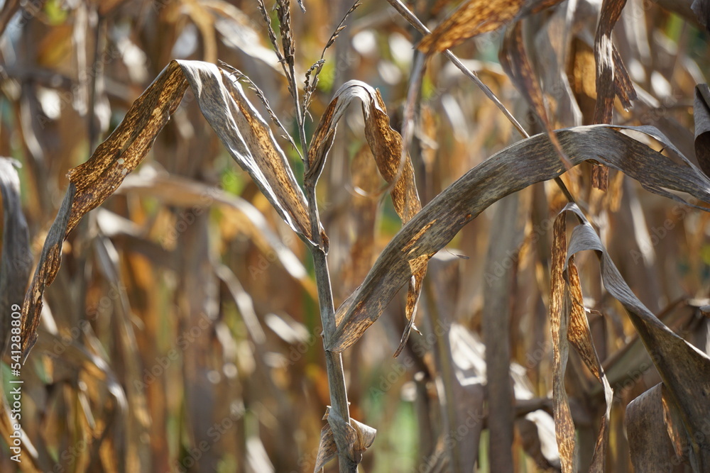 The tree of corn is a tree with a natural background. The tree is dry ...