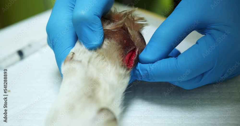 incision of the wound on the paw. open wound growing on the paws of a ...
