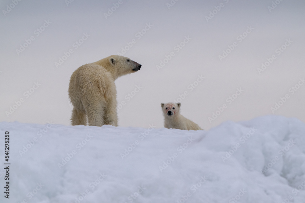 Fotka „Une ourse polaire et son ourson sur une île située à l’ouest de ...