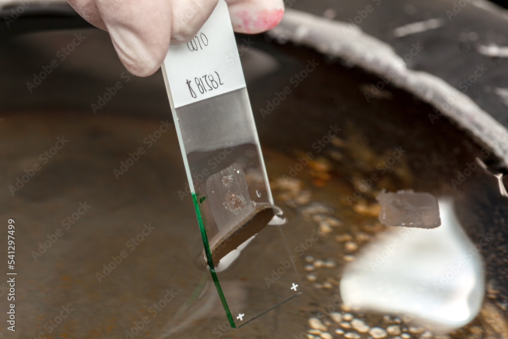 Scientist preparing a paraffin embedded tissue for pathology analysis ...