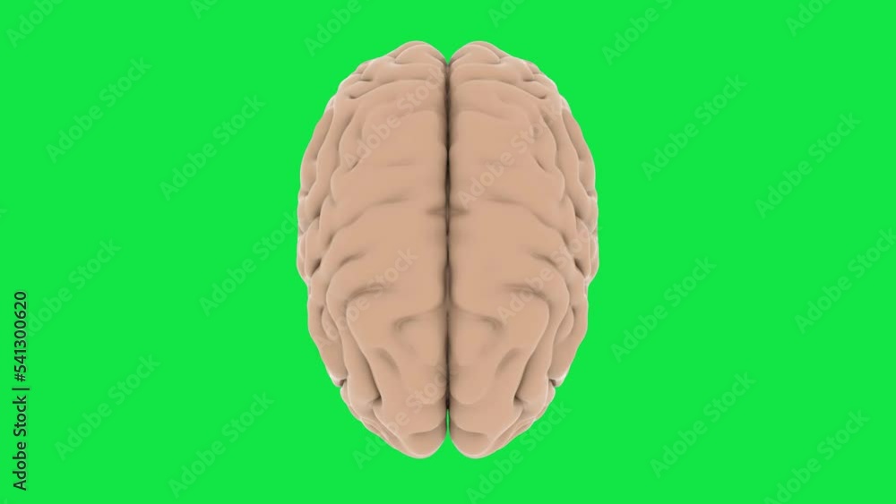 3d Animation of dopamine and serotonin release from the nervous system ...