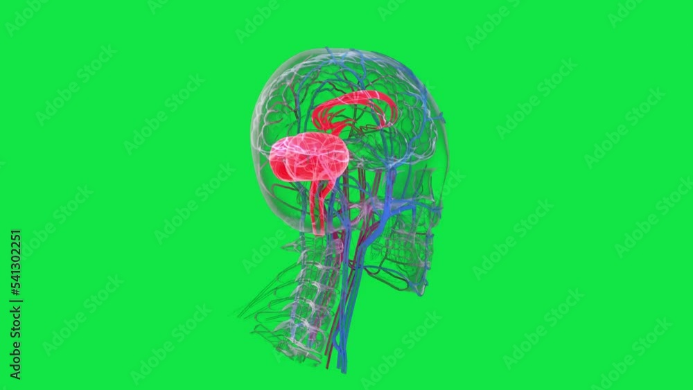 3d Animation of dopamine and serotonin release from the nervous system ...
