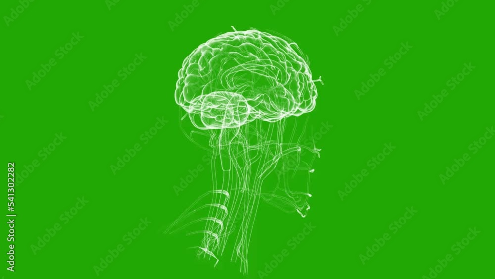 3d Animation of dopamine and serotonin release from the nervous system ...