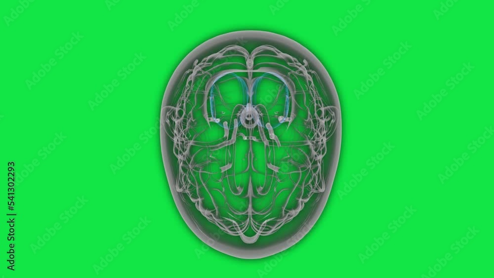 3d Animation of dopamine and serotonin release from the nervous system ...