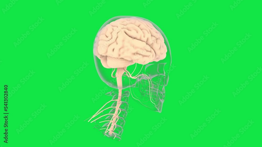 3d Animation of dopamine and serotonin release from the nervous system ...