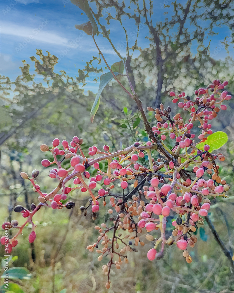 Baies rouges de sorbier dans un sous bois au petit matin Stock-Foto ...