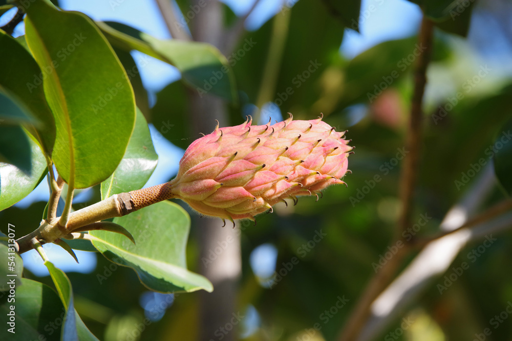 Fruit of a Southern Magnolia grandiflora tree Stock Photo | Adobe Stock