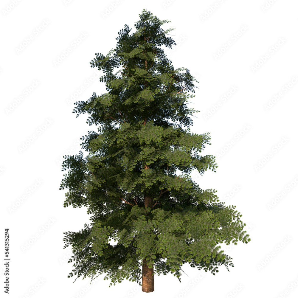Front view of Plant (secuoyas Redwood Tree) Tree png Stock Photo ...