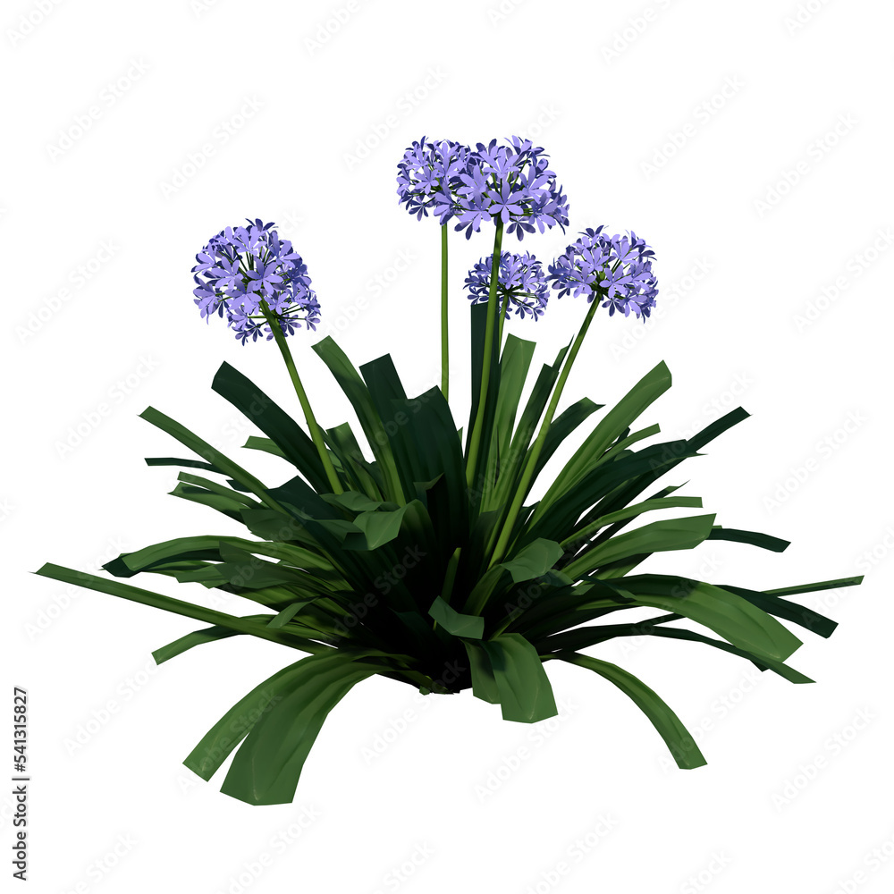 Front view of Plant (Agapanthus africanus African Lily) Tree png Stock ...
