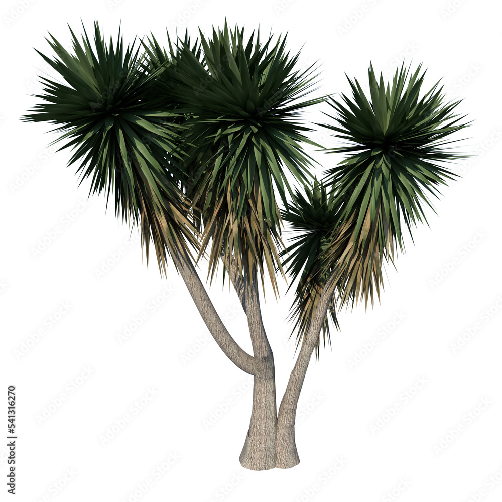 Front view of Plant (Giant yucca Yucca Guatemalensis 1) Tree png ...