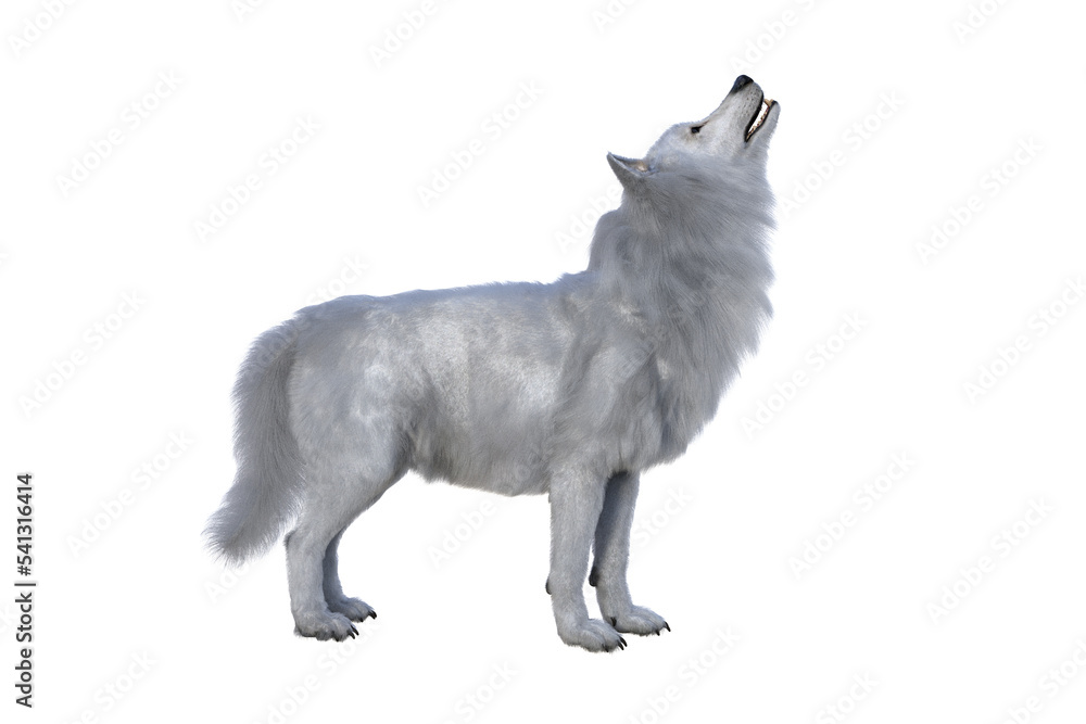 White Dire Wolf howling. 3d illustration isolated on transparent ...