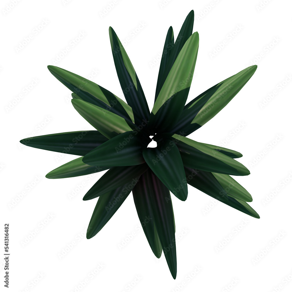 Top view of Plant (boat lily Tradescantia spathacea) Tree png Stock ...