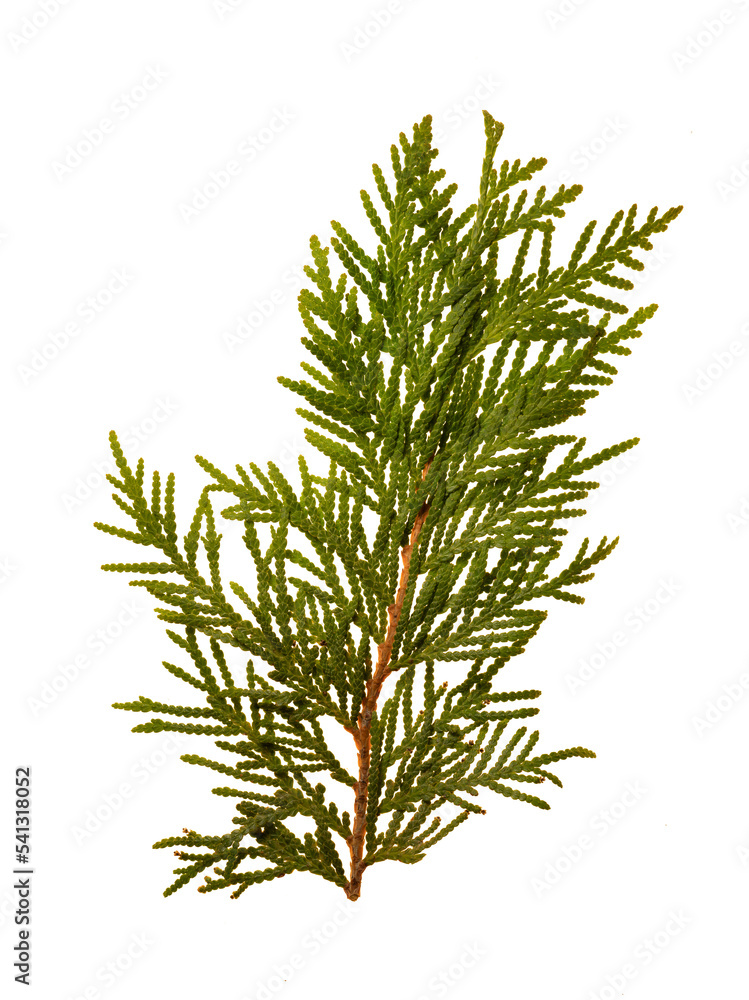 Macro image of a branch from a green cedar tree on a backlit ...