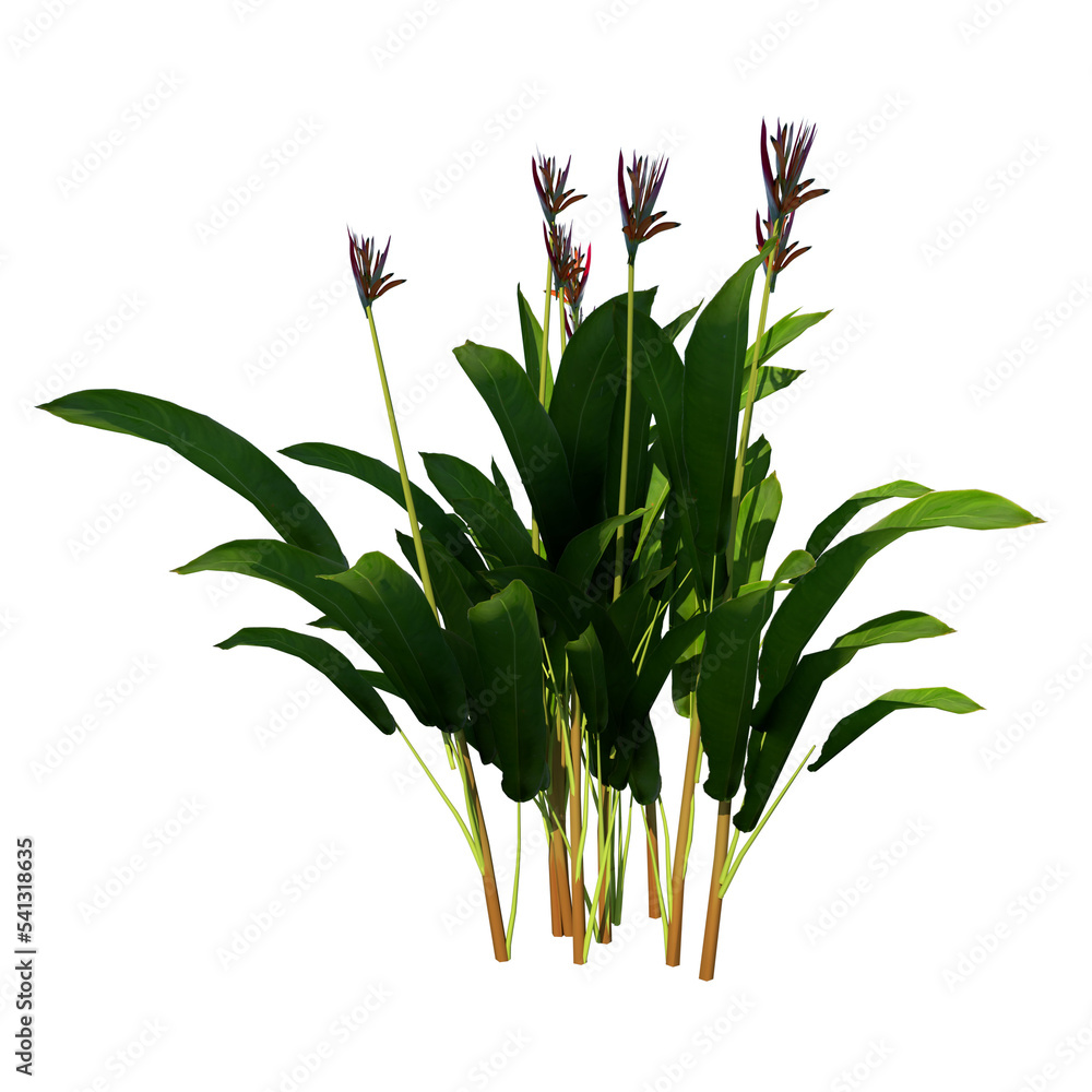 Front view of Plant (parrot's beak Heliconia psittacorum ) Tree png ...